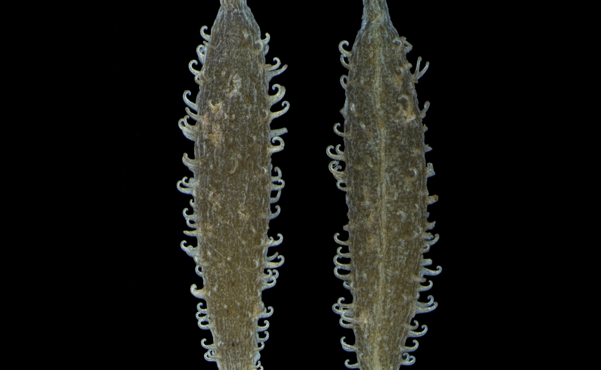 国家重要野生植物种质资源库